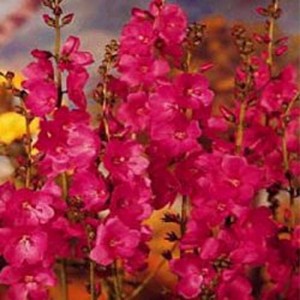 Sidalcea oregana 'Brilliant' | Jan Neelen